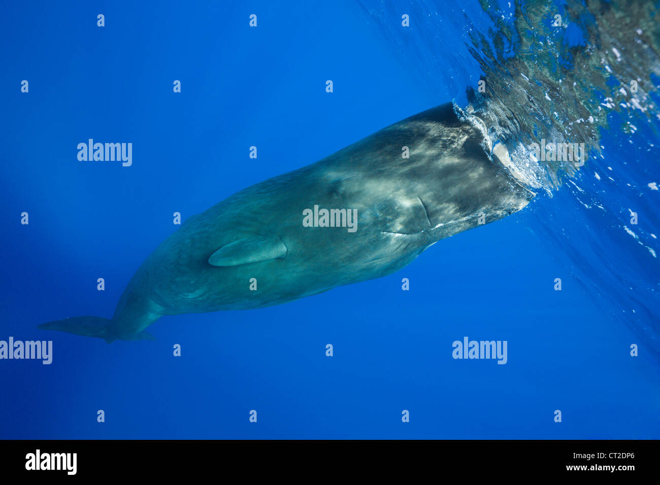 Sperm Whale, Physeter macrocephalus, Caribbean Sea, Dominica Stock Photo - Alamy