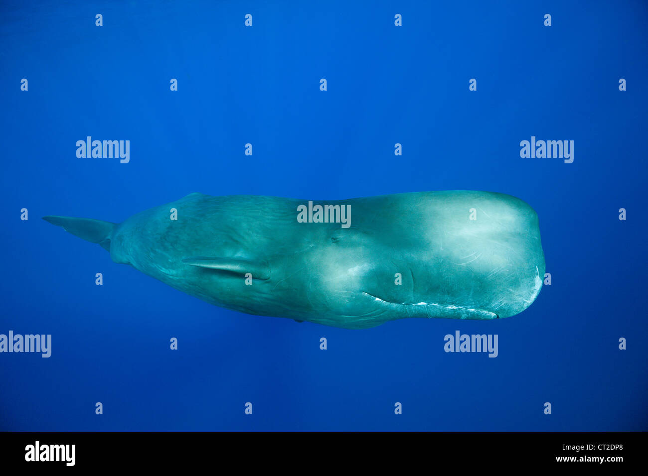 Sperm Whale, Physeter macrocephalus, Caribbean Sea, Dominica Stock Photo - Alamy