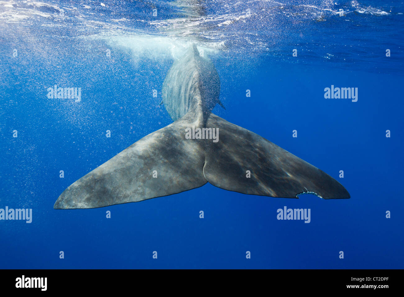 Sperm Whale Tail, Physeter macrocephalus, Caribbean Sea, Dominica Stock Photo - Alamy