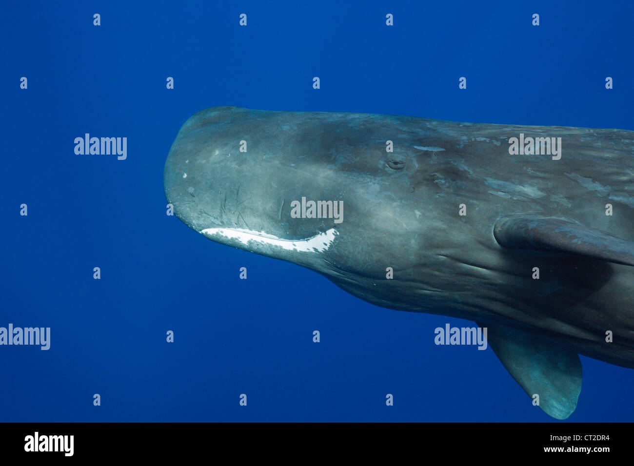 Sperm Whale, Physeter macrocephalus, Caribbean Sea, Dominica Stock Photo - Alamy