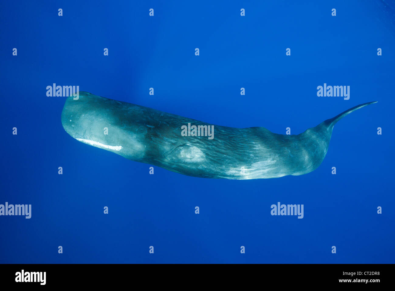 Sperm Whale, Physeter macrocephalus, Caribbean Sea, Dominica Stock Photo - Alamy