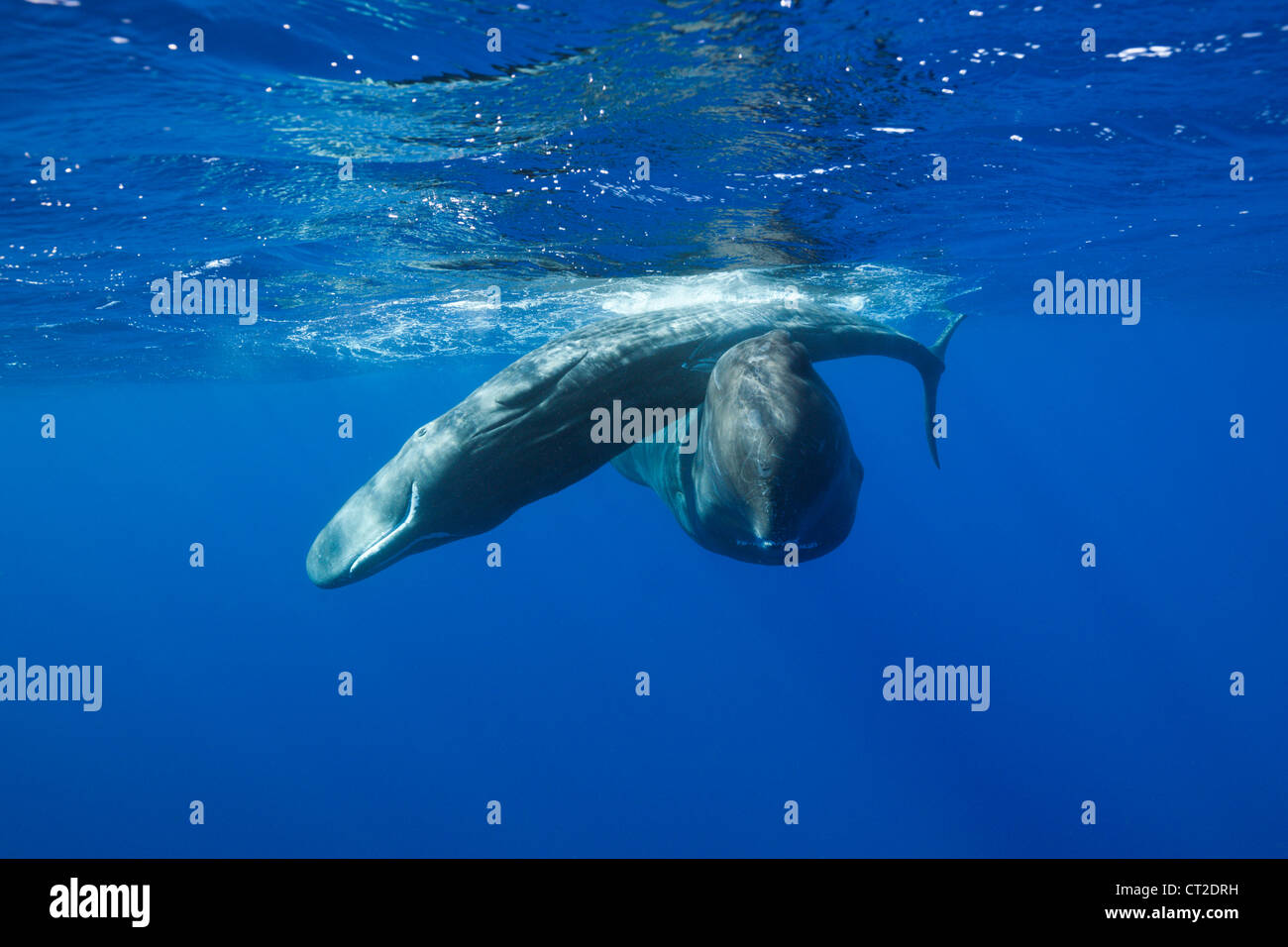 Social bahavior of Sperm Whale, Physeter macrocephalus, Caribbean Sea, Dominica Stock Photo - Alamy