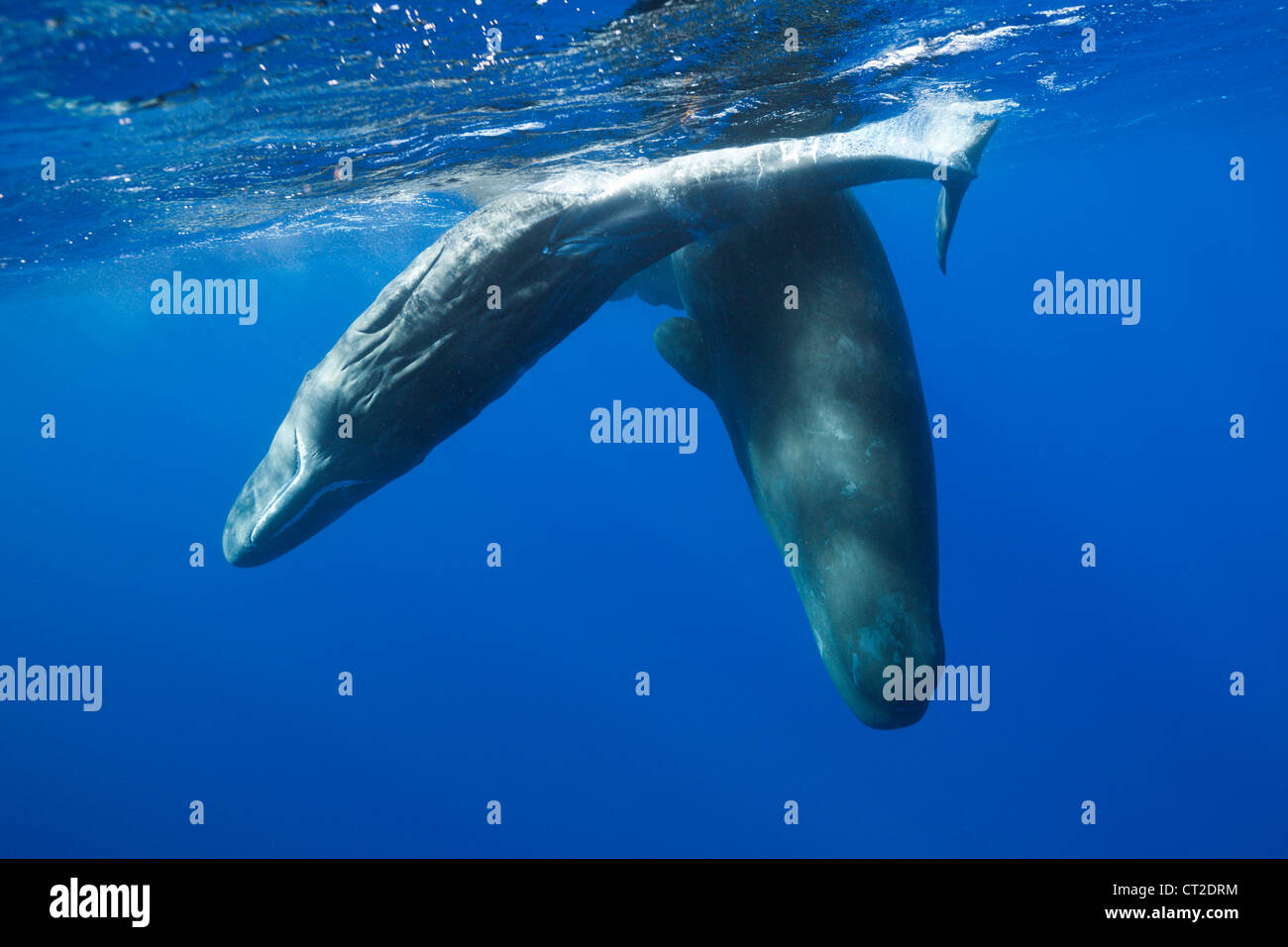 Social bahavior of Sperm Whale, Physeter macrocephalus, Caribbean Sea, Dominica Stock Photo - Alamy