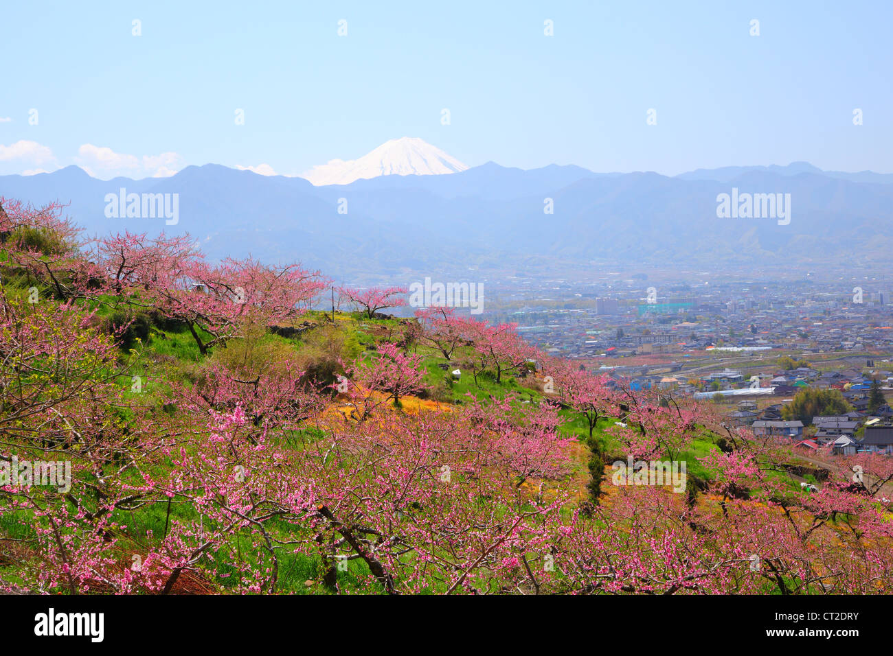 Peach tree and Mt. Fuji in spring, Yamanashi, Japan Stock Photo - Alamy
