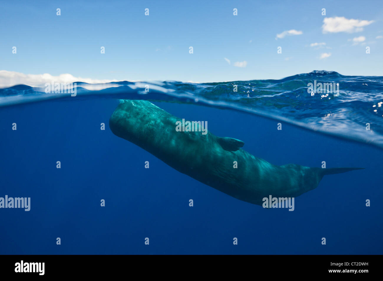 Sperm Whale, Physeter macrocephalus, Caribbean Sea, Dominica Stock Photo - Alamy