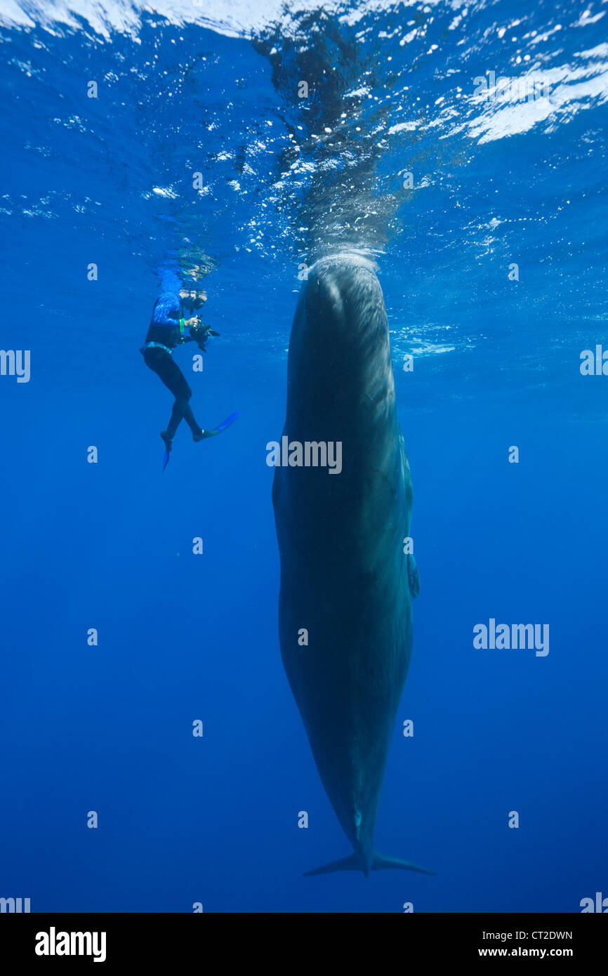 Sperm Whale and Skin diver, Physeter macrocephalus, Caribbean Sea, Dominica Stock Photo - Alamy