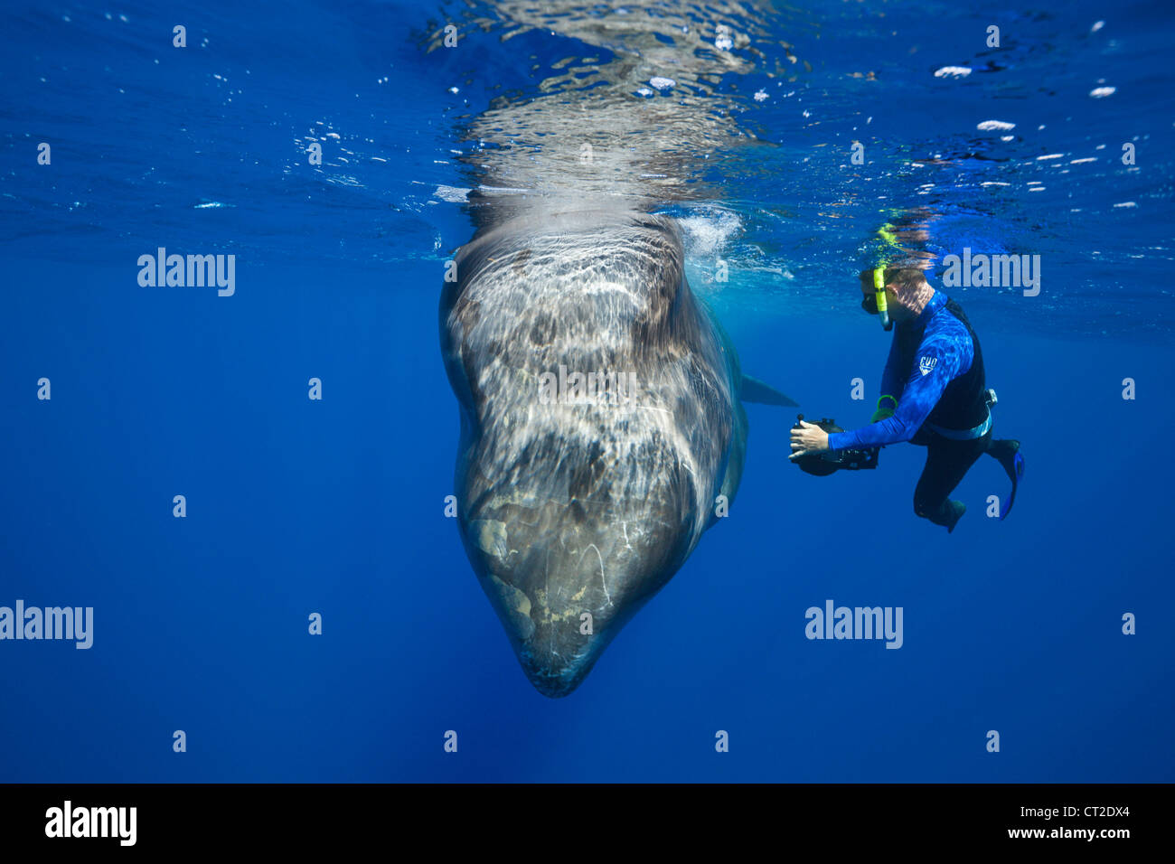 Sperm Whale and Skin diver, Physeter macrocephalus, Caribbean Sea ...