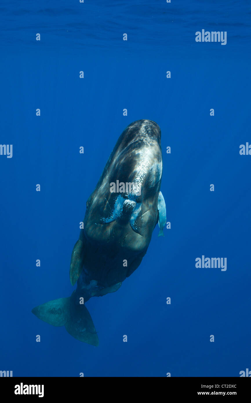 Sperm Whale, Physeter macrocephalus, Caribbean Sea, Dominica Stock Photo - Alamy