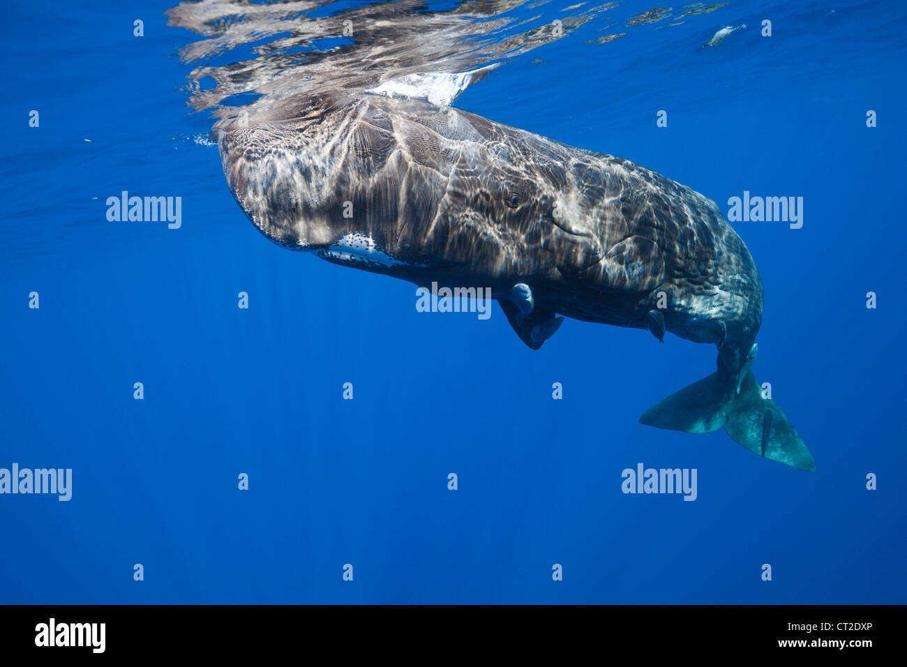 Sperm Whale, Physeter macrocephalus, Caribbean Sea, Dominica Stock Photo - Alamy
