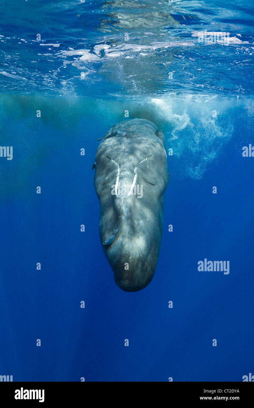 Sperm Whale, Physeter macrocephalus, Caribbean Sea, Dominica Stock Photo - Alamy