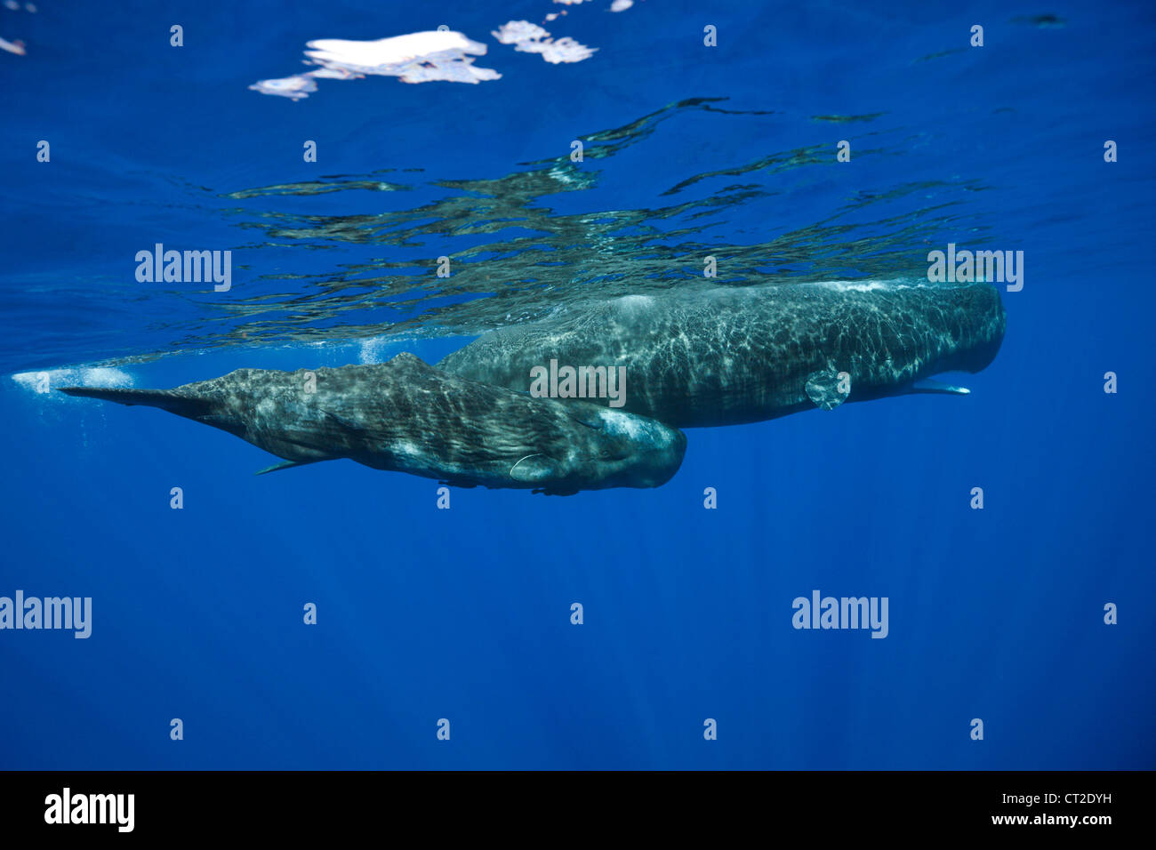 Sperm Whale Mother and Calf, Physeter macrocephalus, Caribbean Sea, Dominica Stock Photo - Alamy