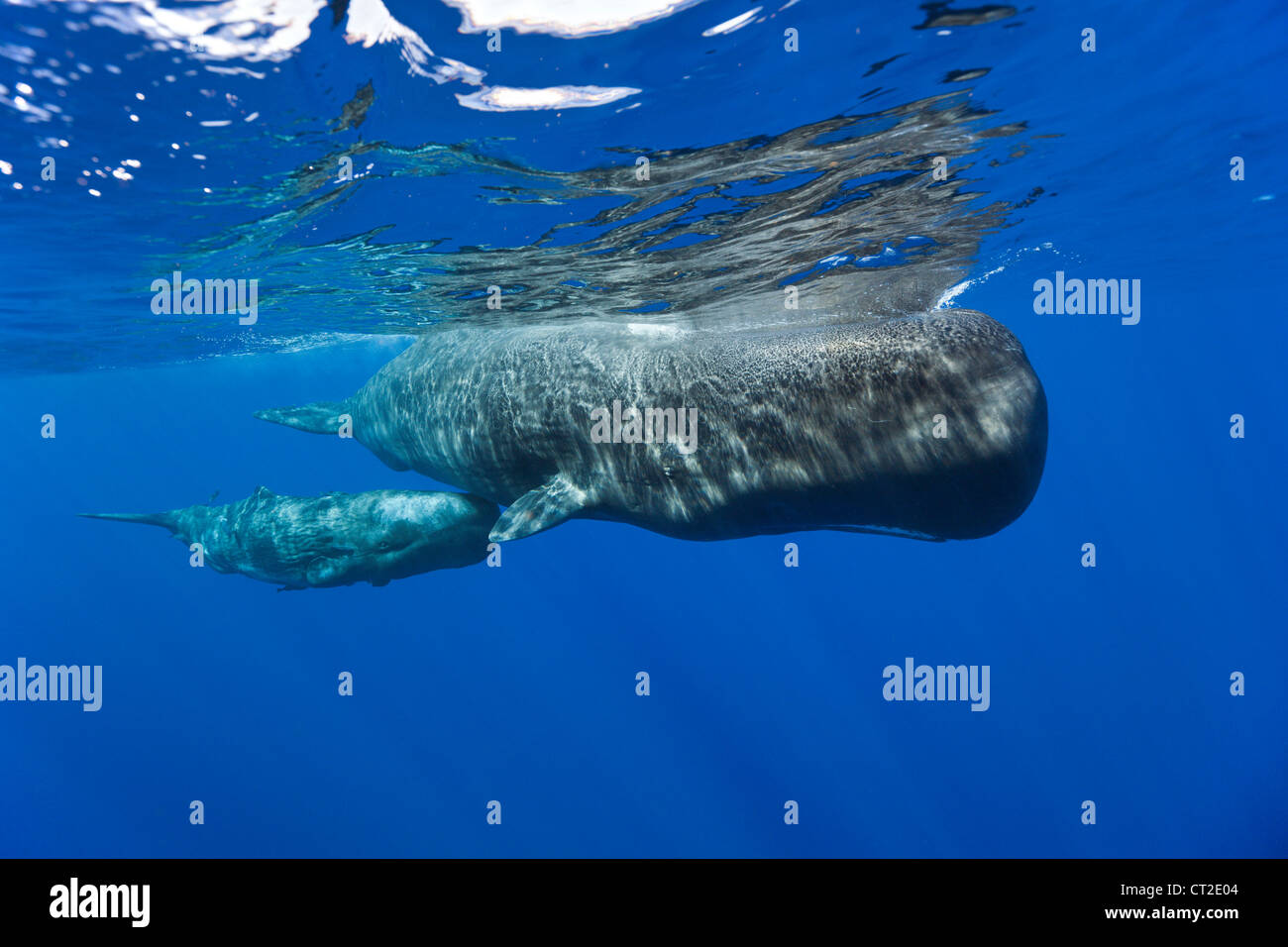 Sperm Whale Mother and Calf, Physeter macrocephalus, Caribbean Sea, Dominica Stock Photo - Alamy