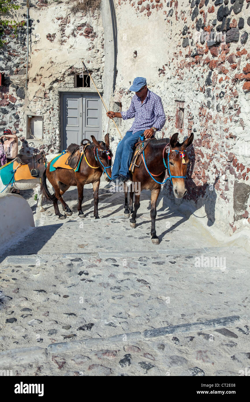 Mule driver hi-res stock photography and images - Alamy