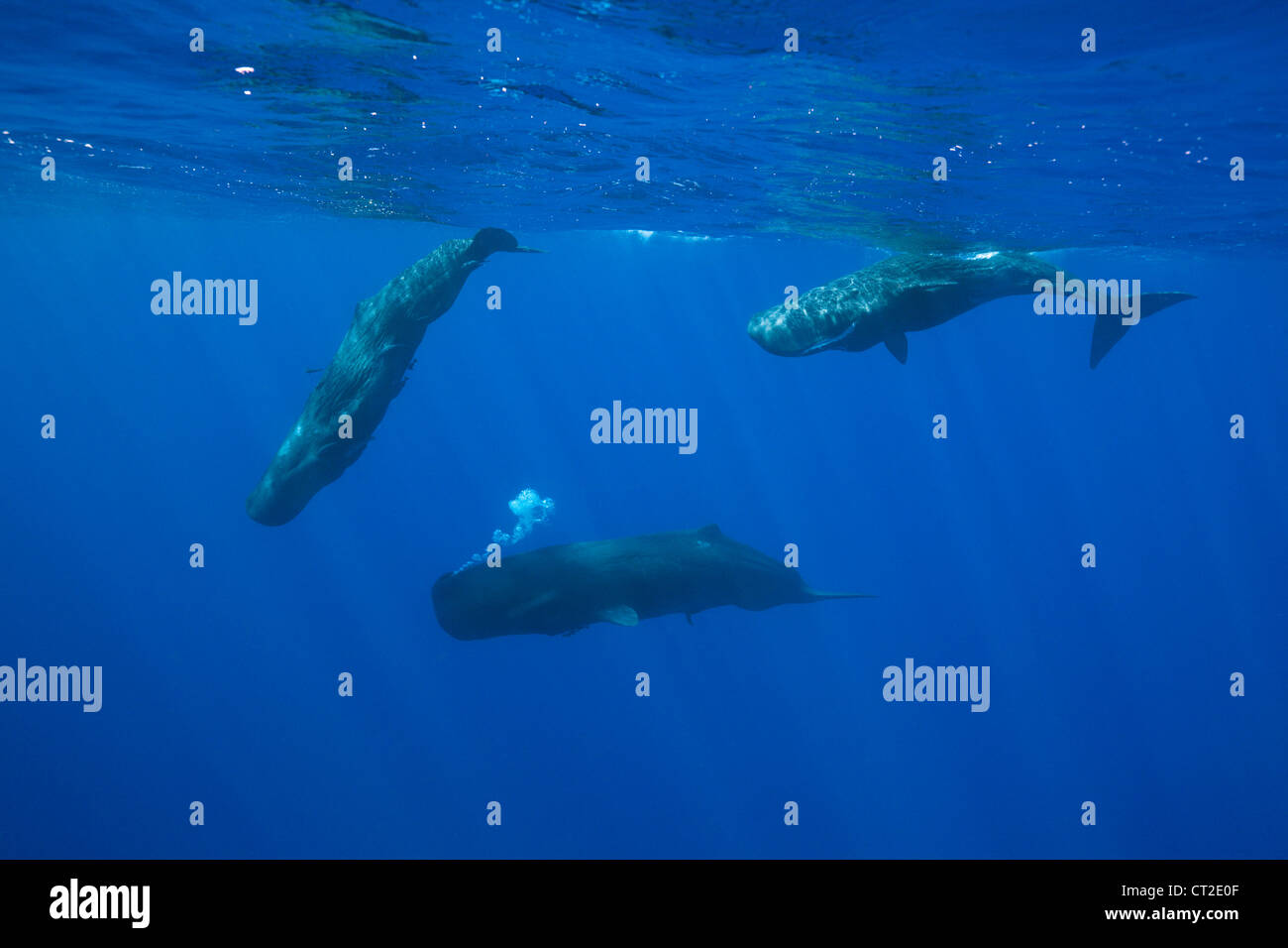 Social bahavior of Sperm Whale, Physeter macrocephalus, Caribbean Sea ...