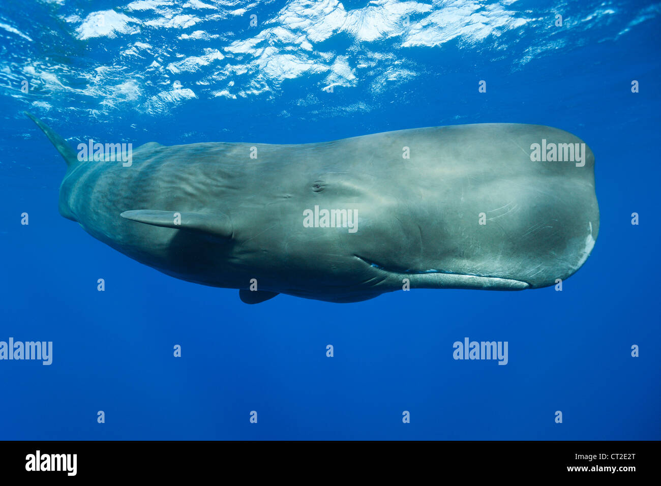 Sperm Whale, Physeter macrocephalus, Caribbean Sea, Dominica Stock Photo - Alamy