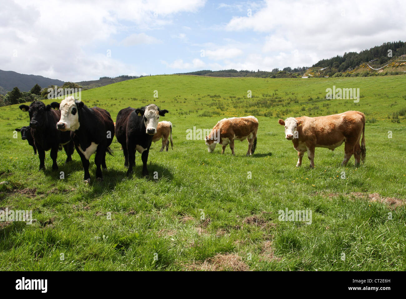 Wellington New Zealand, cows grazing Stock Photo - Alamy