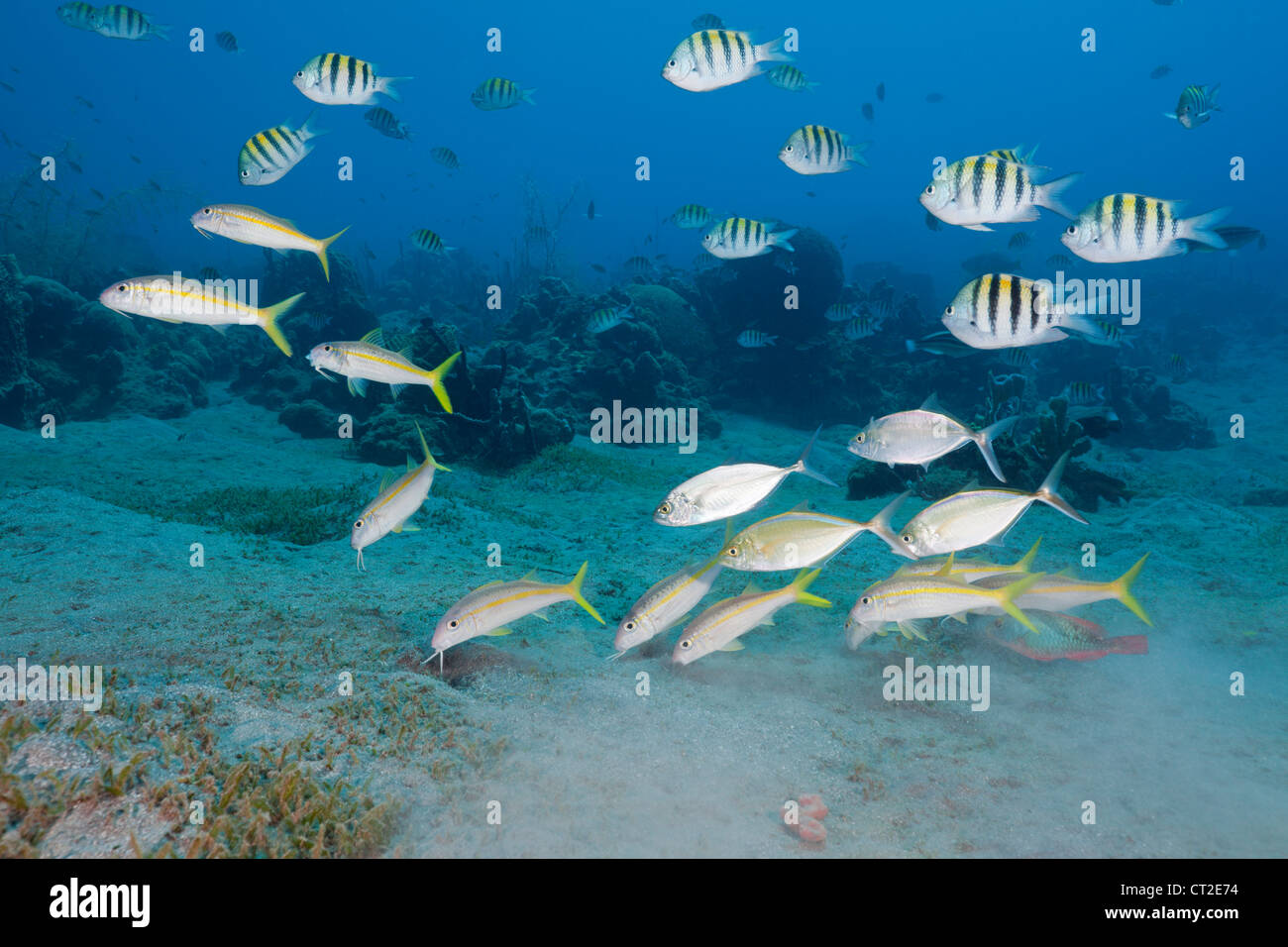 Yellowfin Goatfishes and Sergant Major Fish, Mulloidichthys martinicus ...
