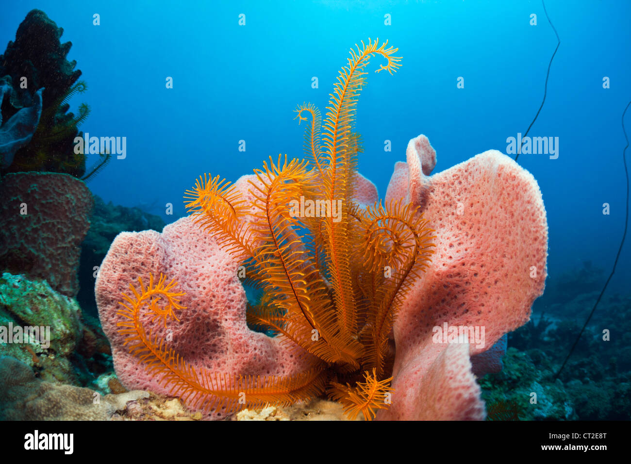 Caribbean Coral Reef, Caribbean Sea, Dominica Stock Photo - Alamy