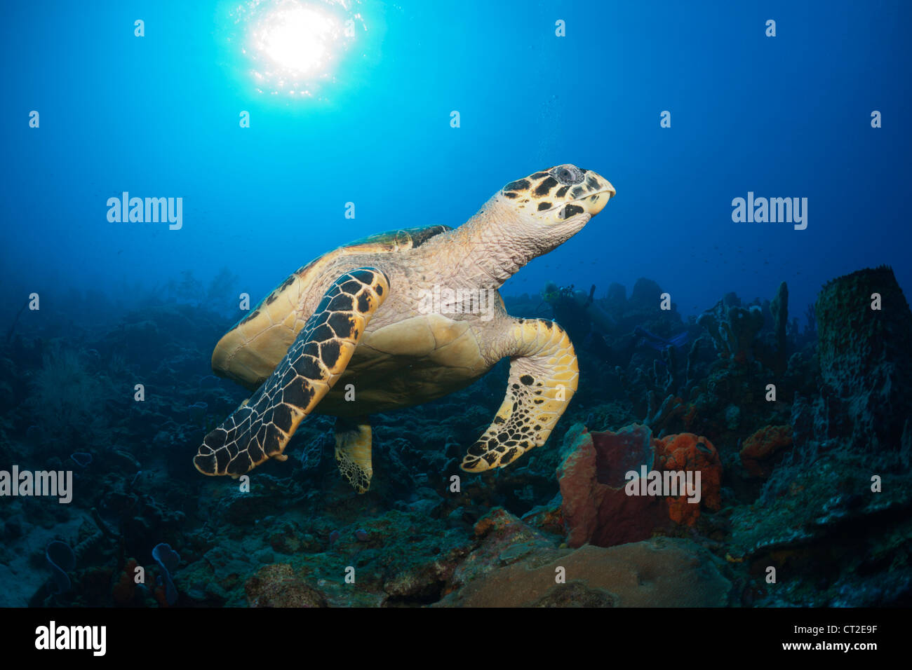 Hawksbill Turtle, Eretmochelys imbriocota, Caribbean Sea, Dominica ...