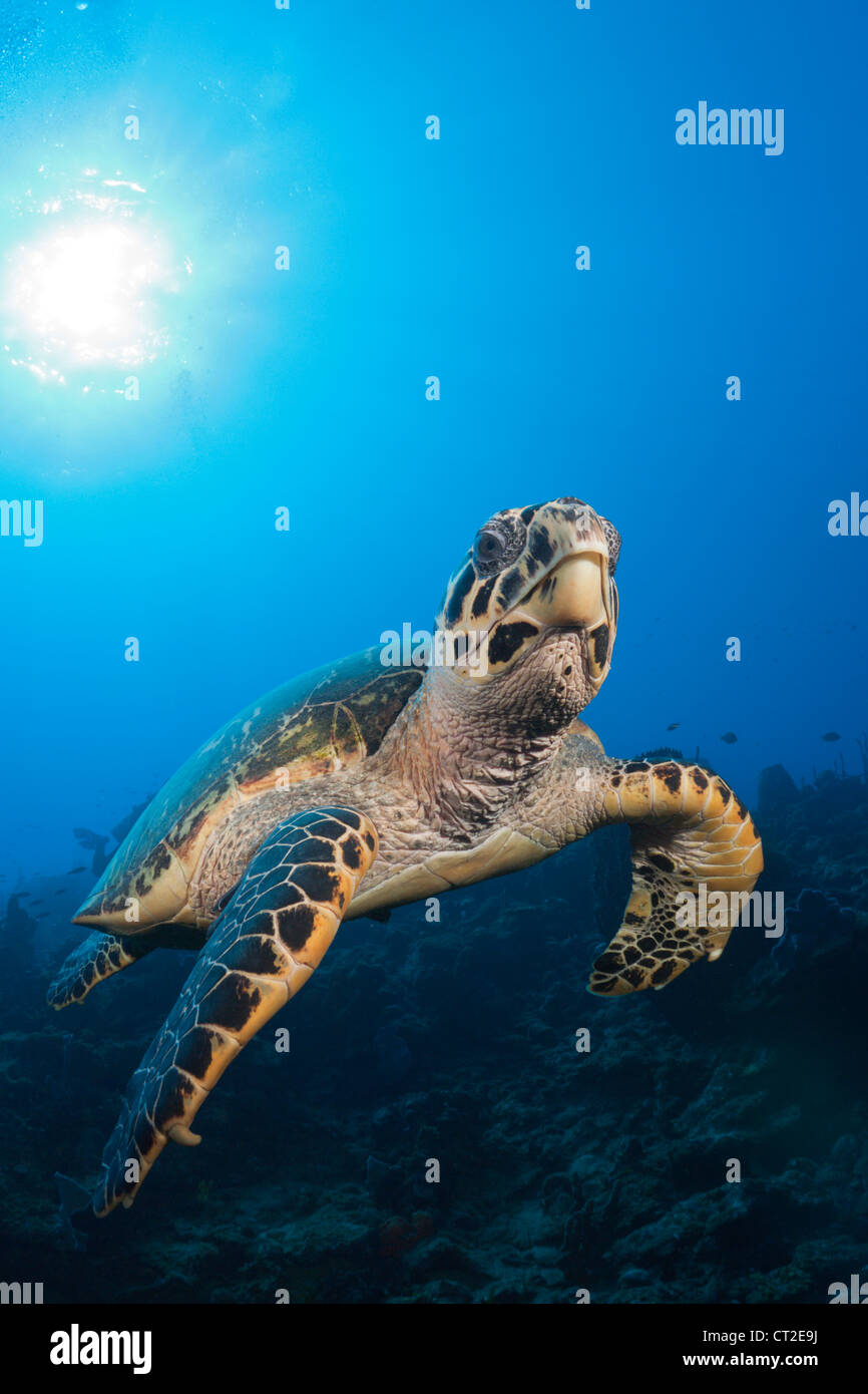 Hawksbill sea turtles caribbean hi-res stock photography and images - Alamy