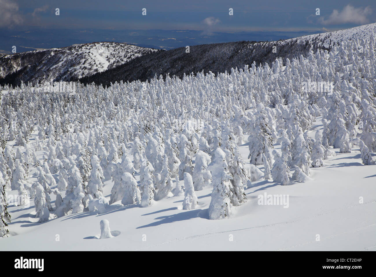 Soft rime on mount Zao, Yamagata Tohoku Japan Stock Photo - Alamy