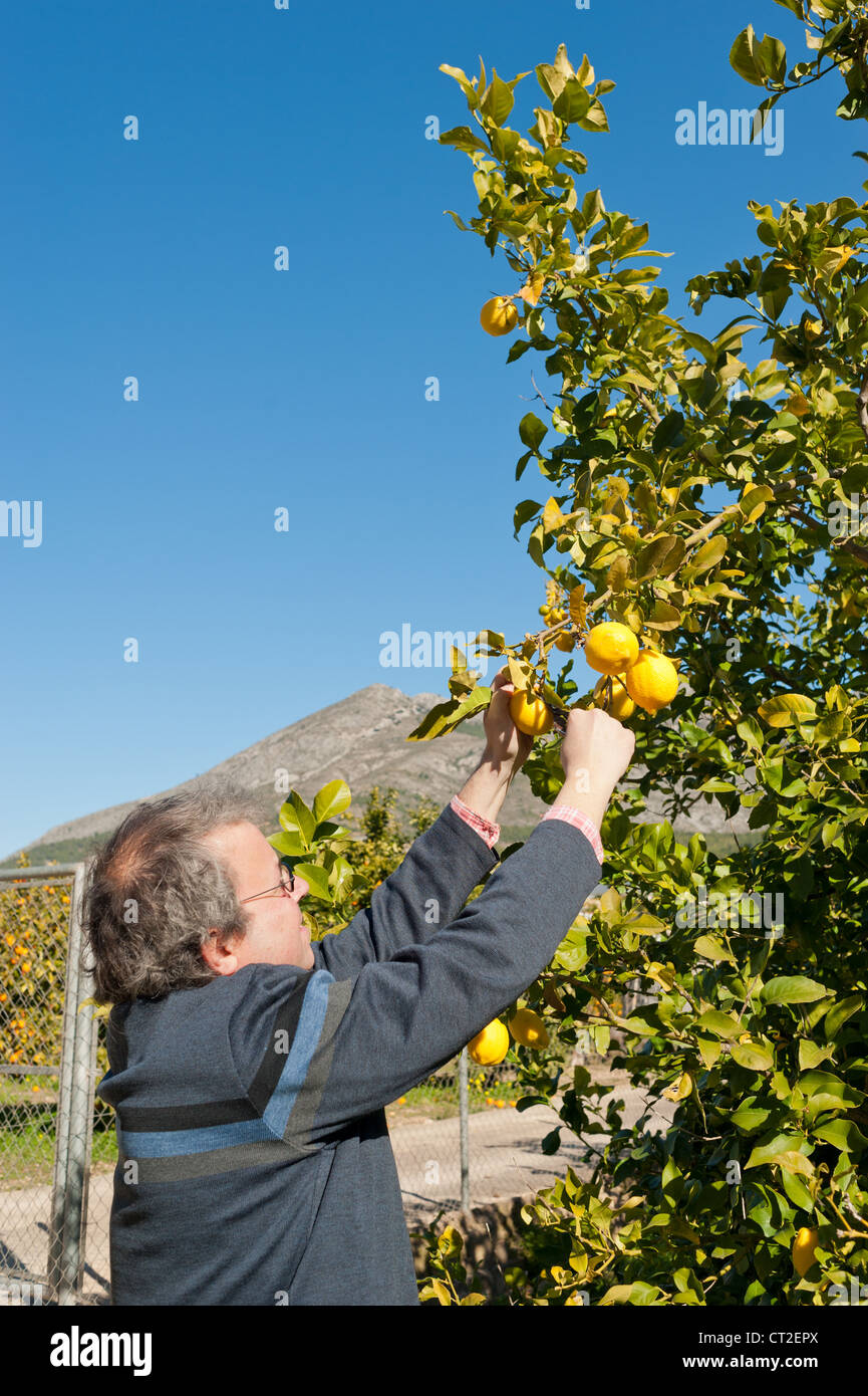 A sunny lemon plantation during harvest season Stock Photo - Alamy