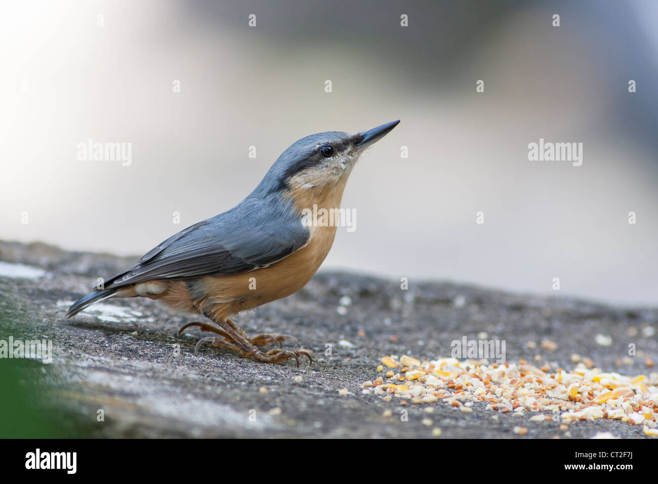 European nuthatch on wall Stock Photo - Alamy