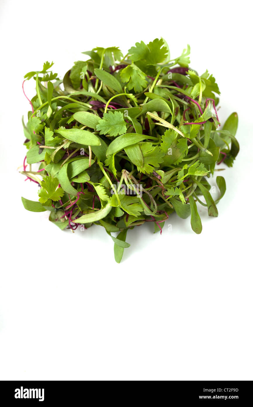 Baby Coriander and Amaranth Herbs Stock Photo - Alamy