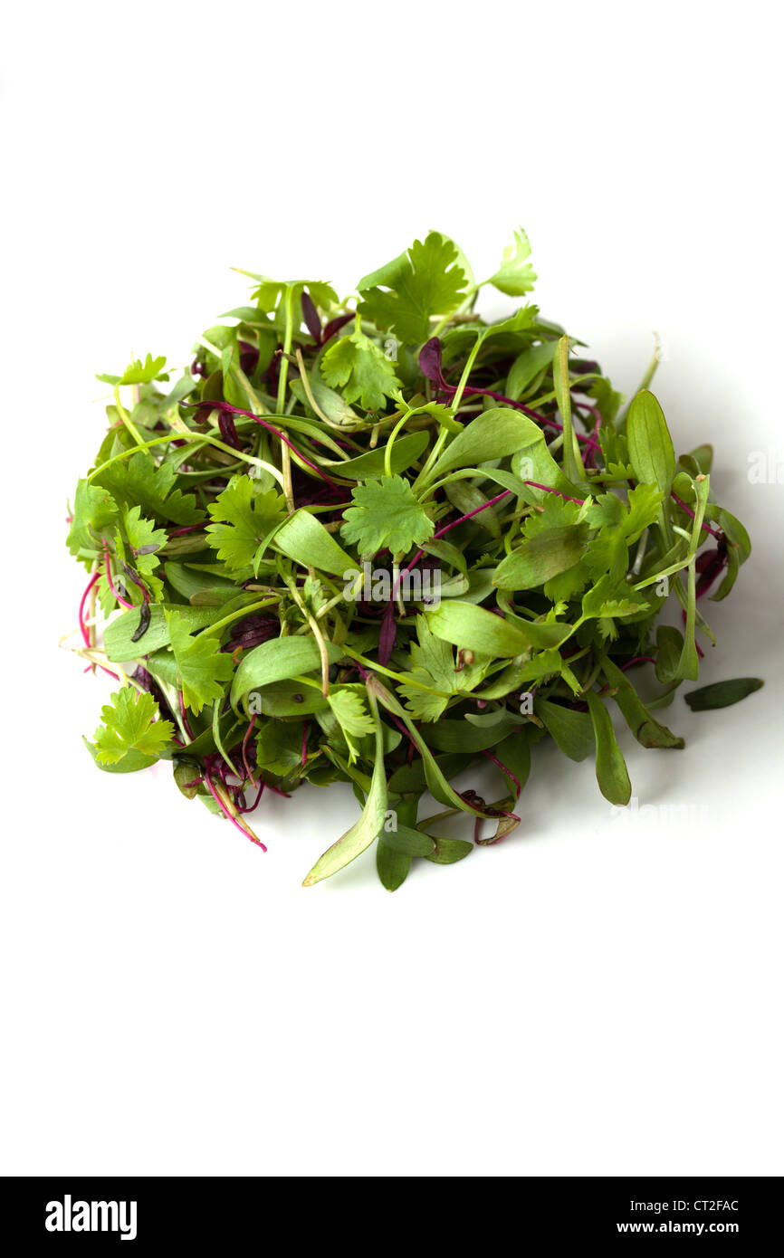 Baby Coriander and Amaranth Herbs Stock Photo - Alamy