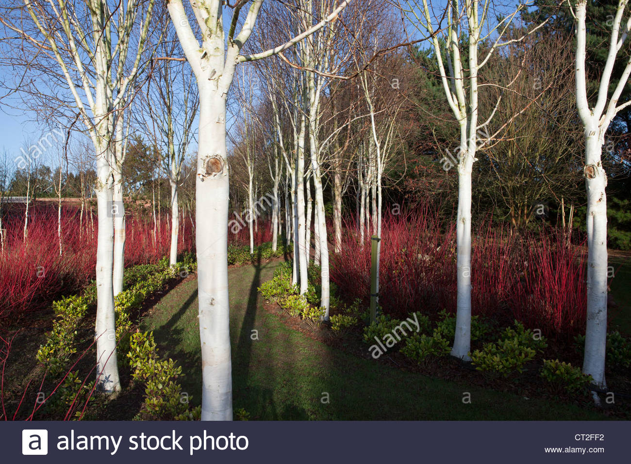 Birch Trees In Winter Stock Photos & Birch Trees In Winter Stock Images ...