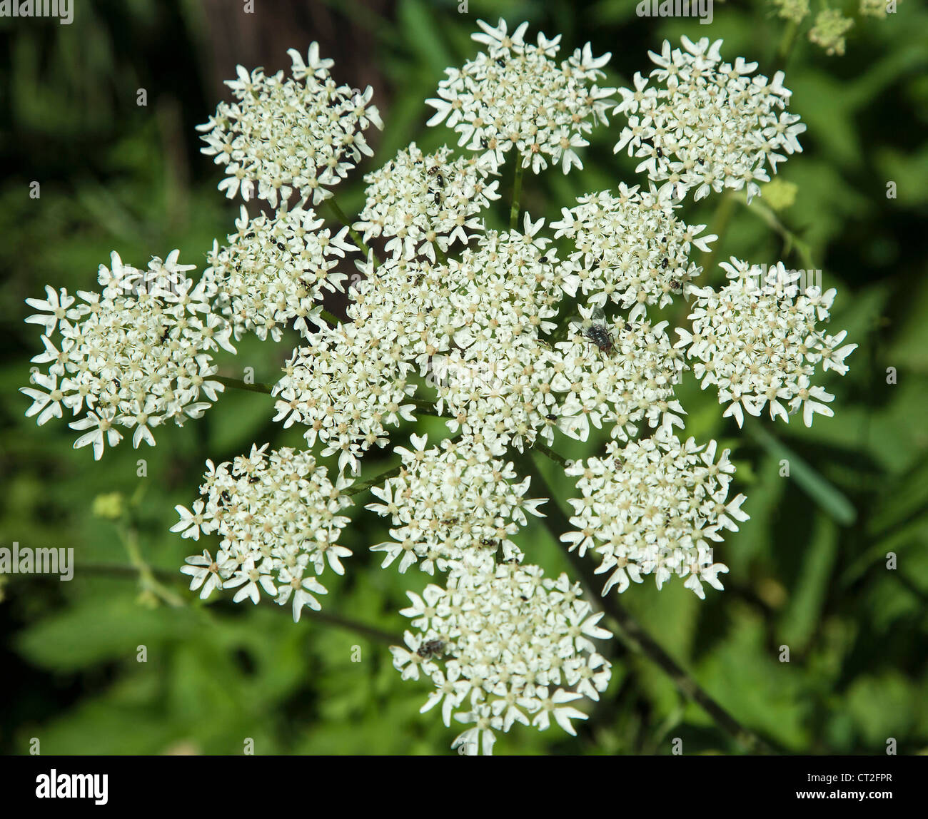 Cowslips in an English country lane in Summer Stock Photo - Alamy
