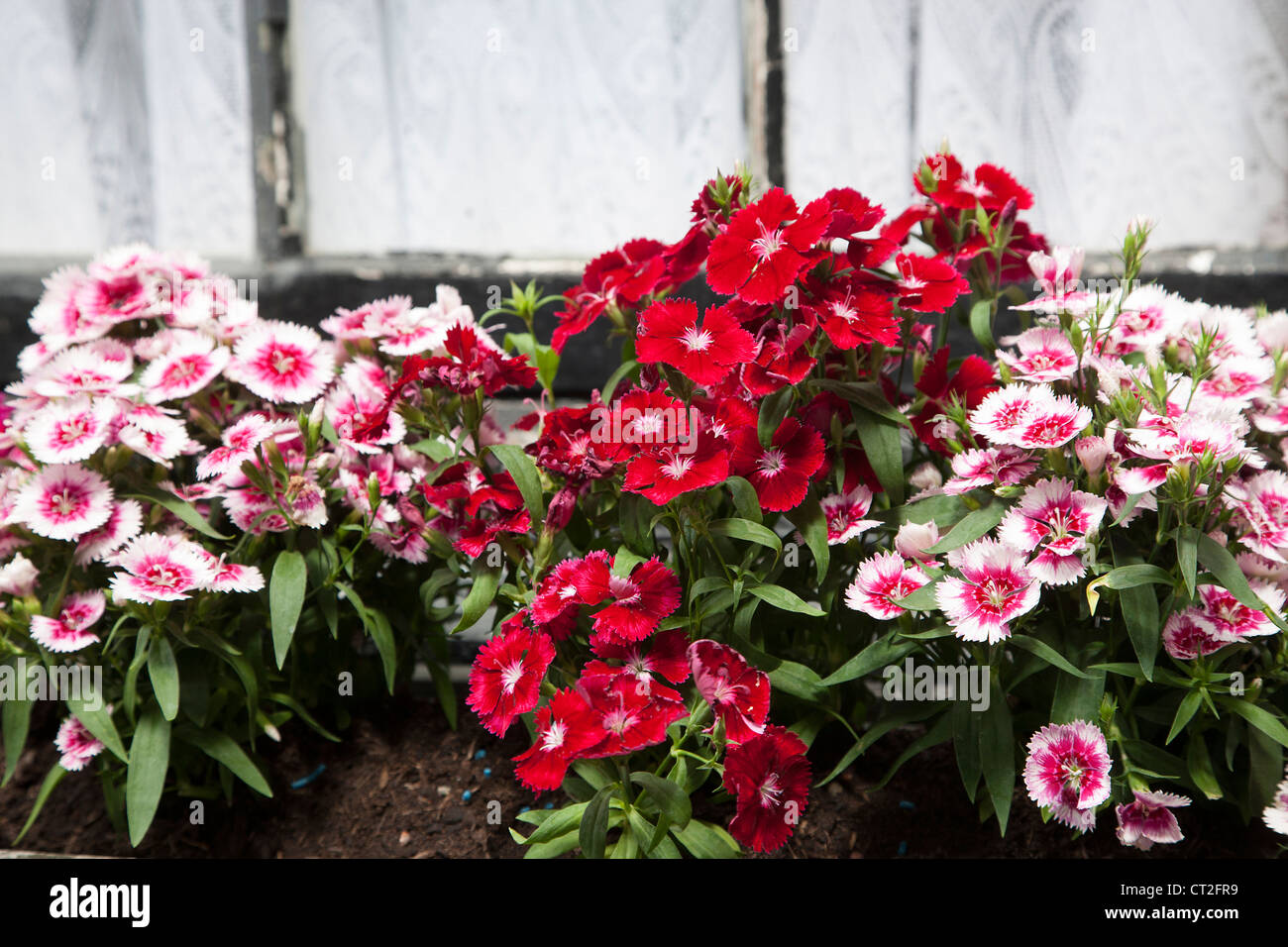 Garden window hi-res stock photography and images - Alamy