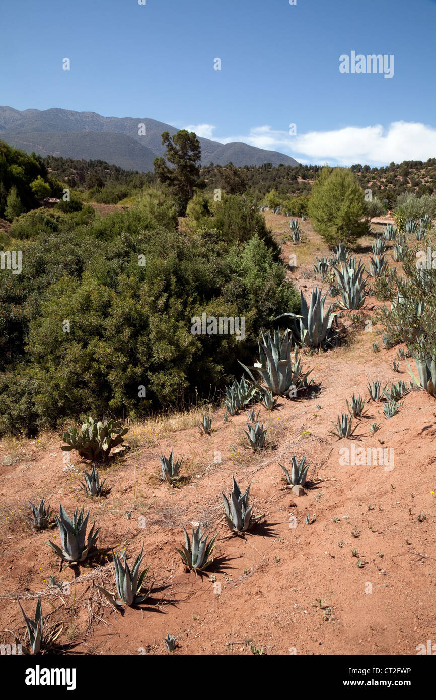 Views in the high Atlas mountain region, Morocco, Africa Stock Photo ...