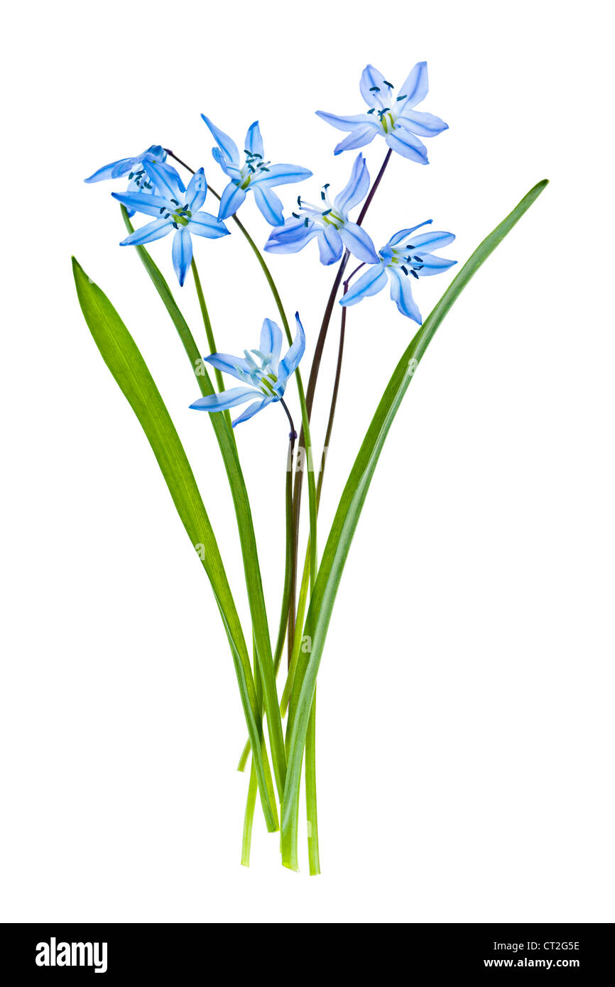 Glory-of-the-snow spring flowers isolated on white background Stock ...