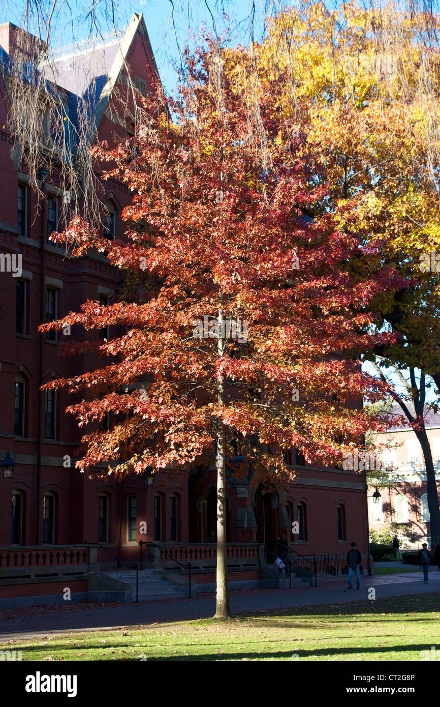 Fall foliage before a freshman dorm building in Harvard Yard, the old ...