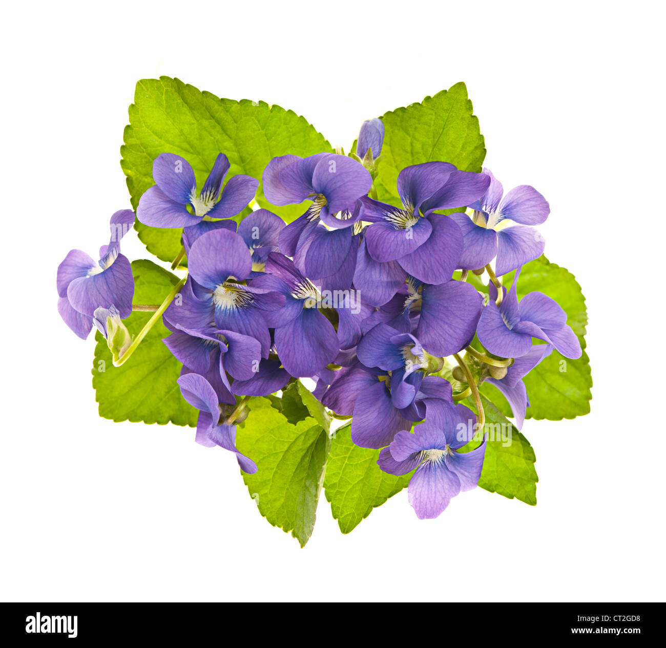 Arrangement of purple wild violets with leaves isolated on white Stock ...