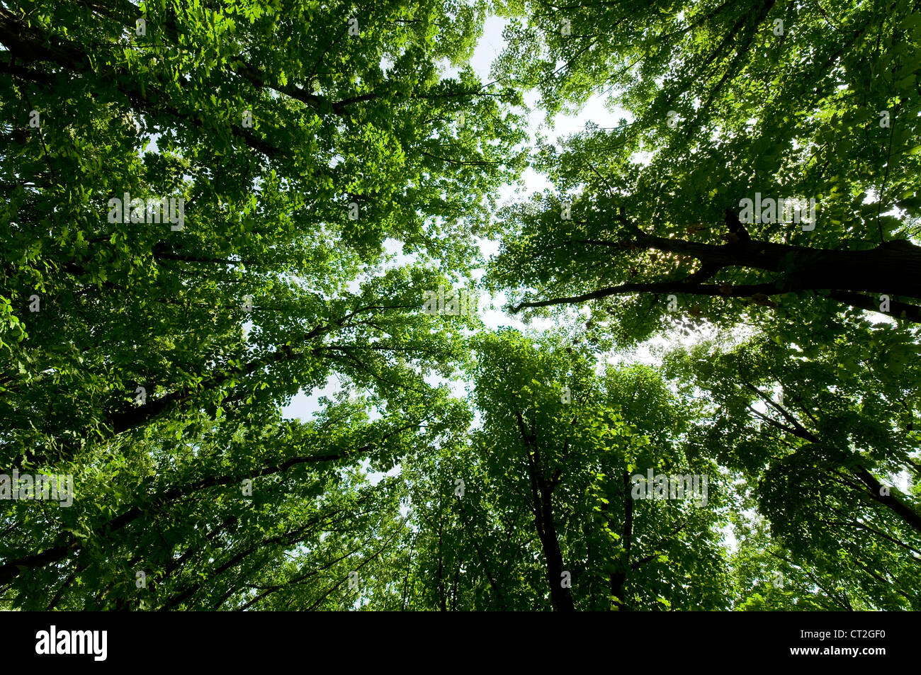 Summer trees hi-res stock photography and images - Alamy
