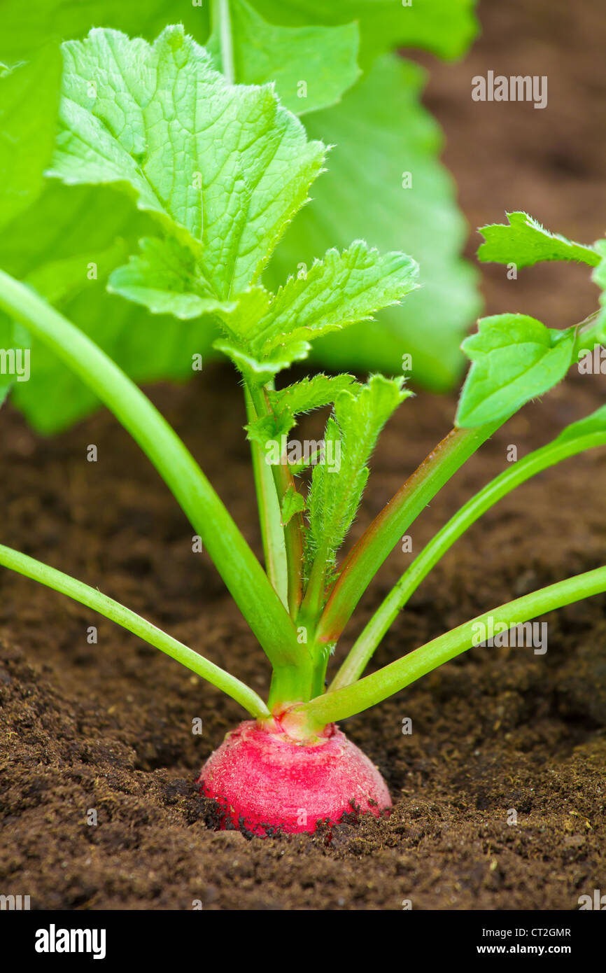 Radish in ground hi-res stock photography and images - Alamy