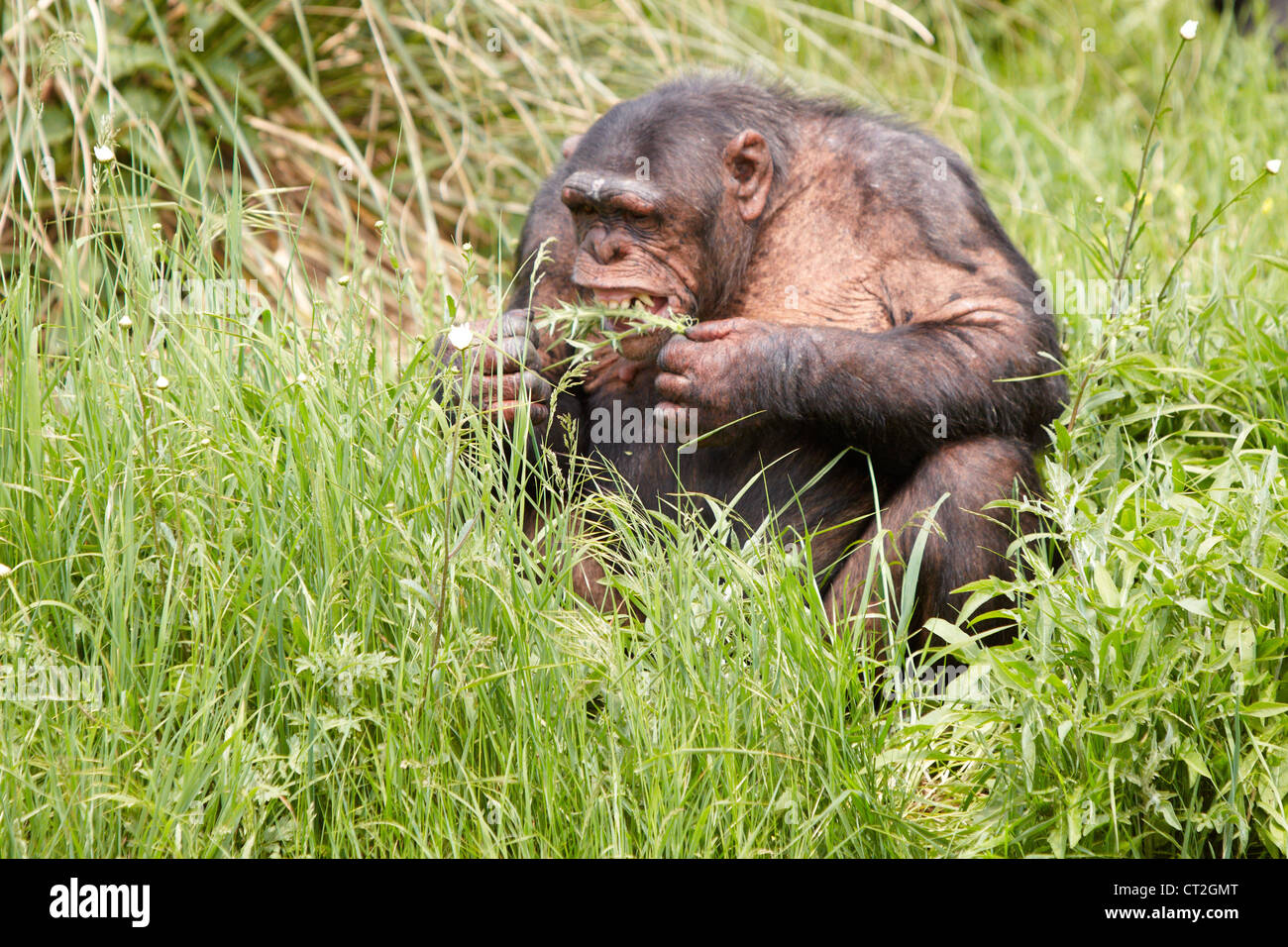 Chimpanzee chimps eating grass hi-res stock photography and images - Alamy