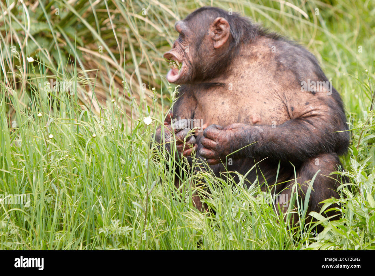 Chimpanzee eating grass at ZSL Whipsnade Zoo Stock Photo - Alamy