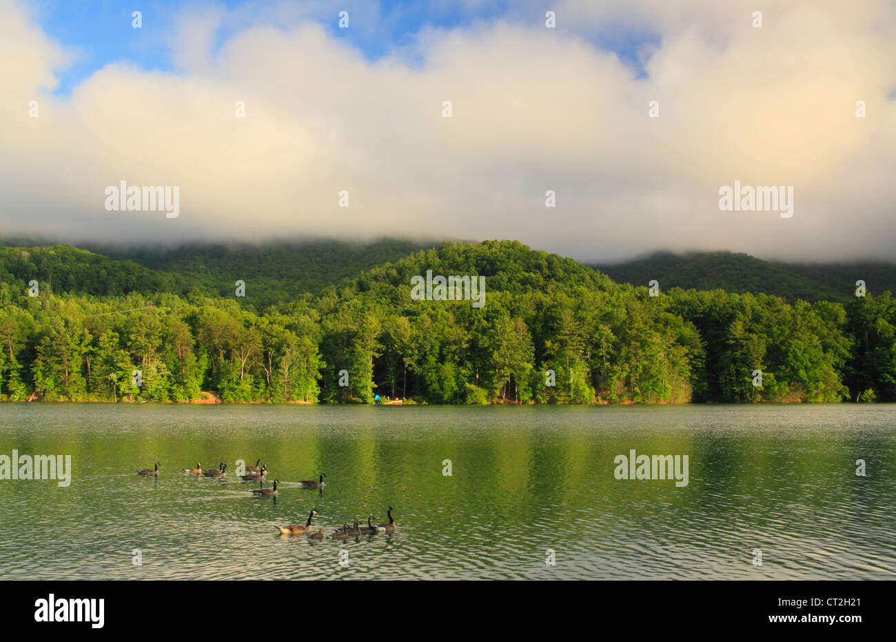 Geese at Sunrise Beside Appalachian Trail, Shook Branch Recreation Area ...