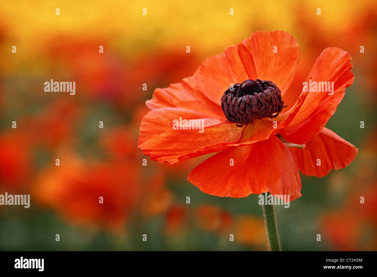 A single orange ranunculus flower, stands out, among a field of color ...