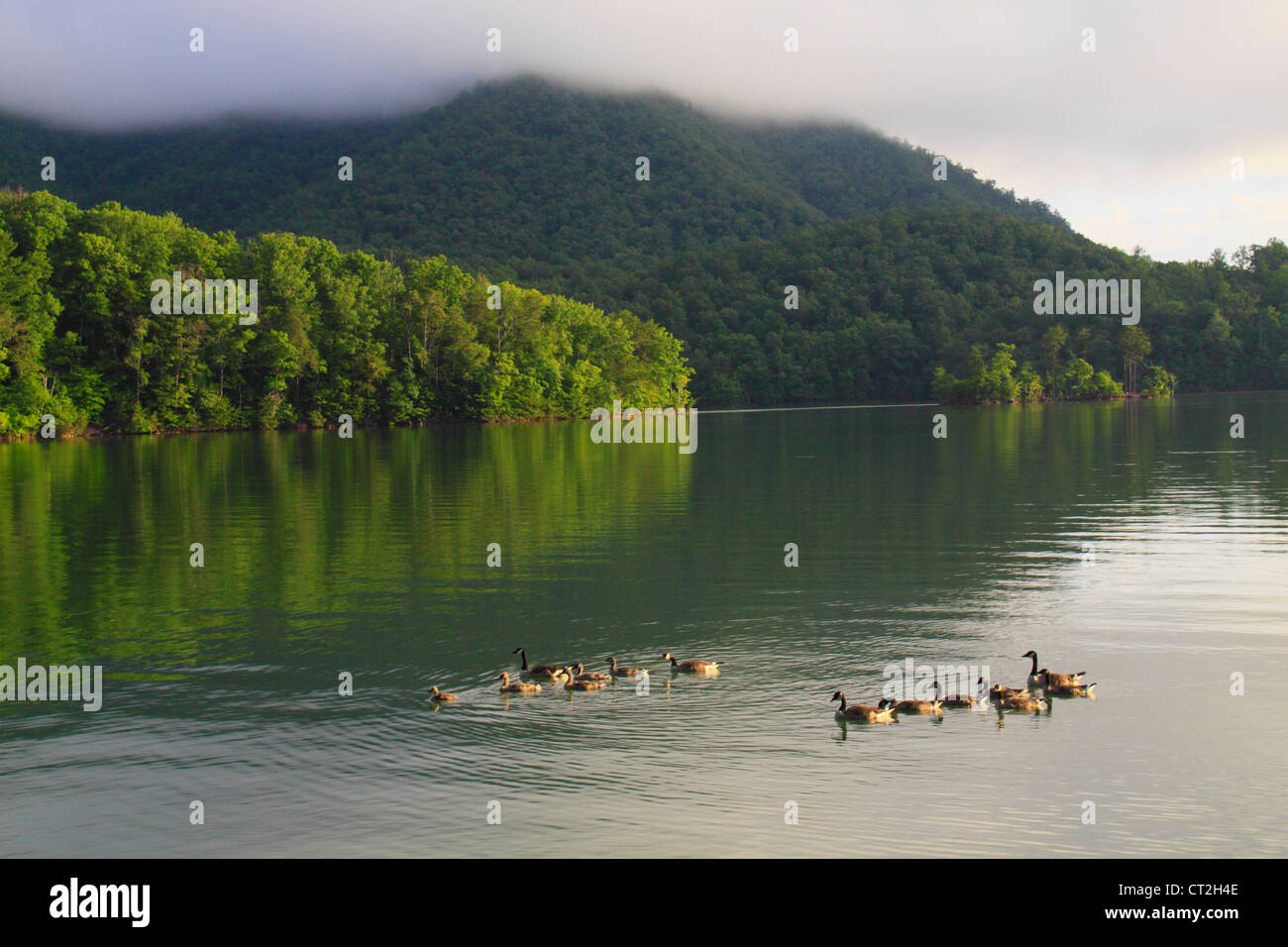 Geese at Sunrise Beside Appalachian Trail, Shook Branch Recreation Area ...