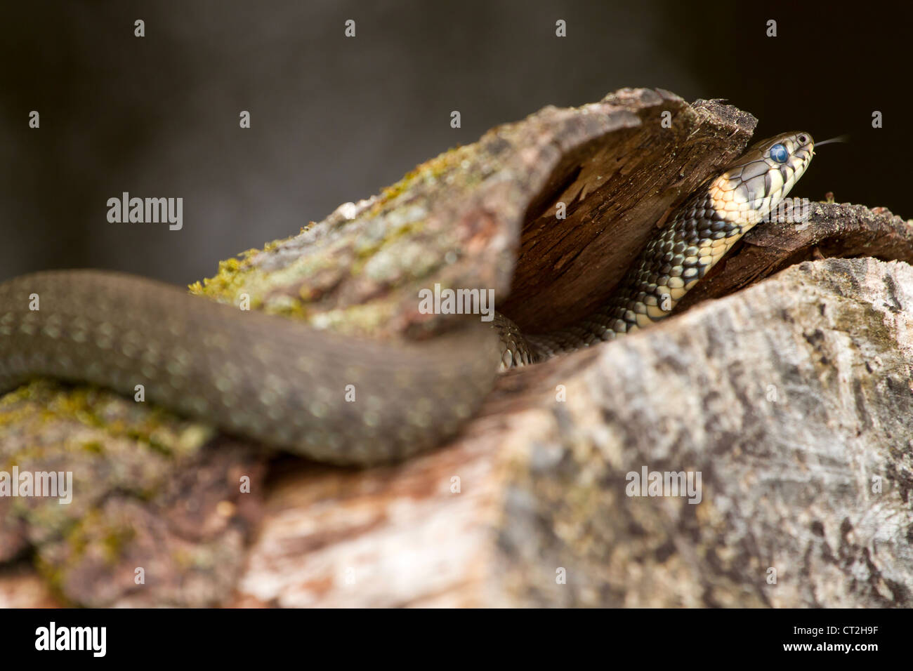 Wild european adder and its forked tongue on the wood Stock Photo - Alamy