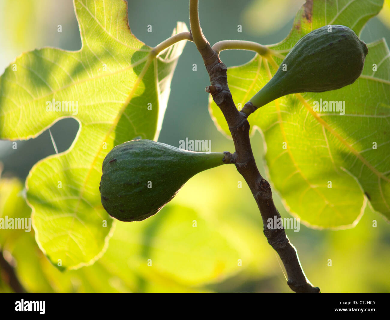 Figs ripening on a tree in Greece Stock Photo - Alamy