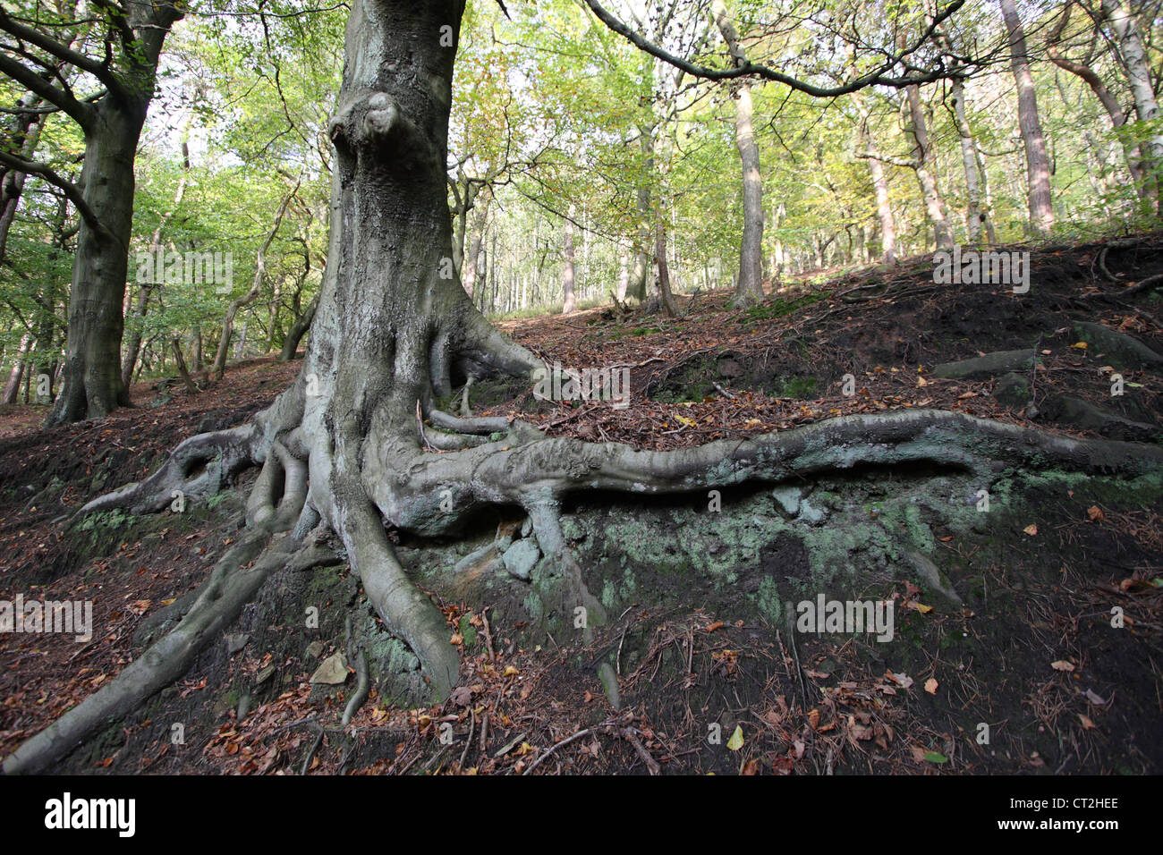 Tree with large tree roots in autumn on slope, West Yorkshire Stock ...