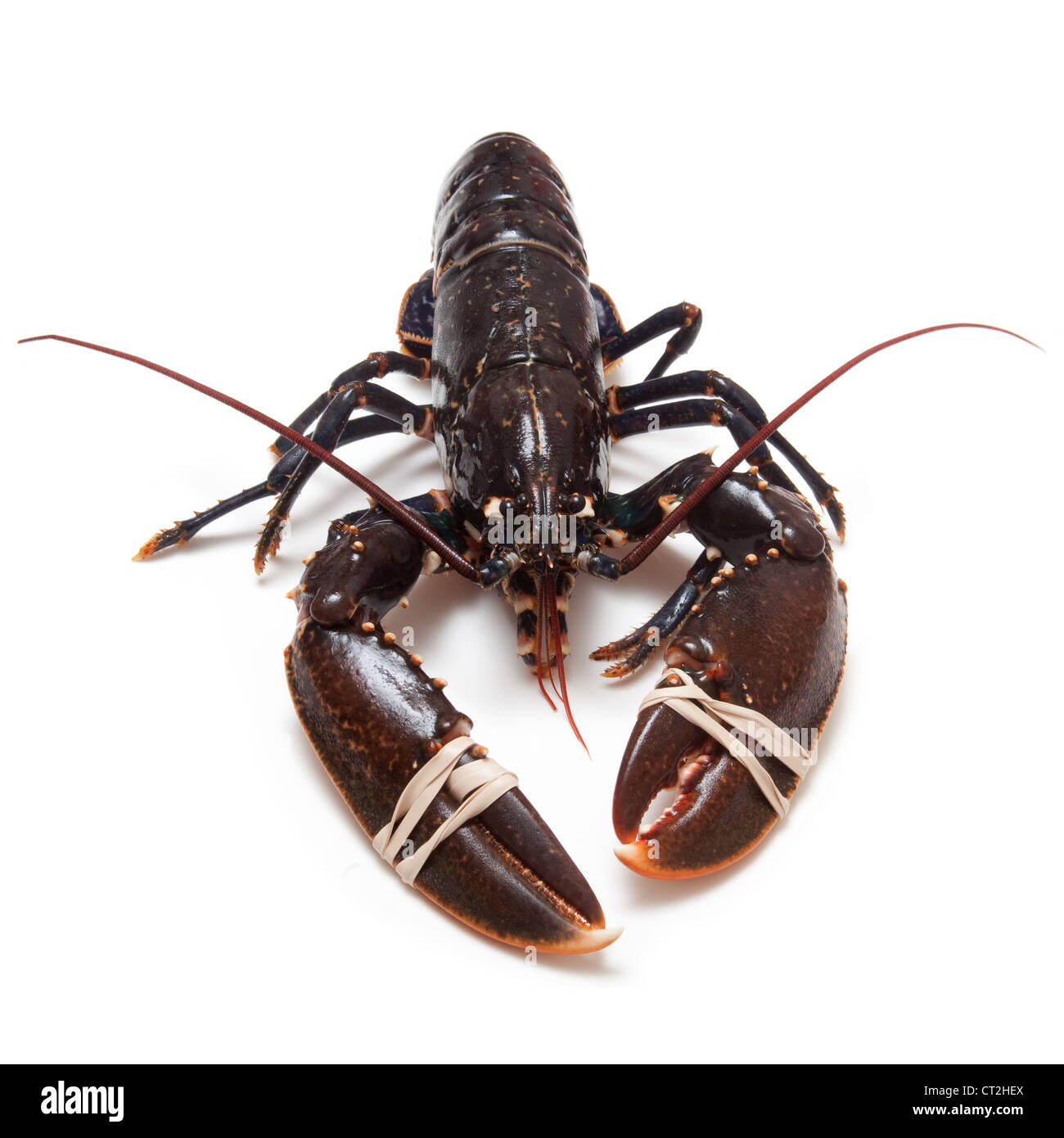 European common lobster (Homarus gammarus) isolated on a white studio ...