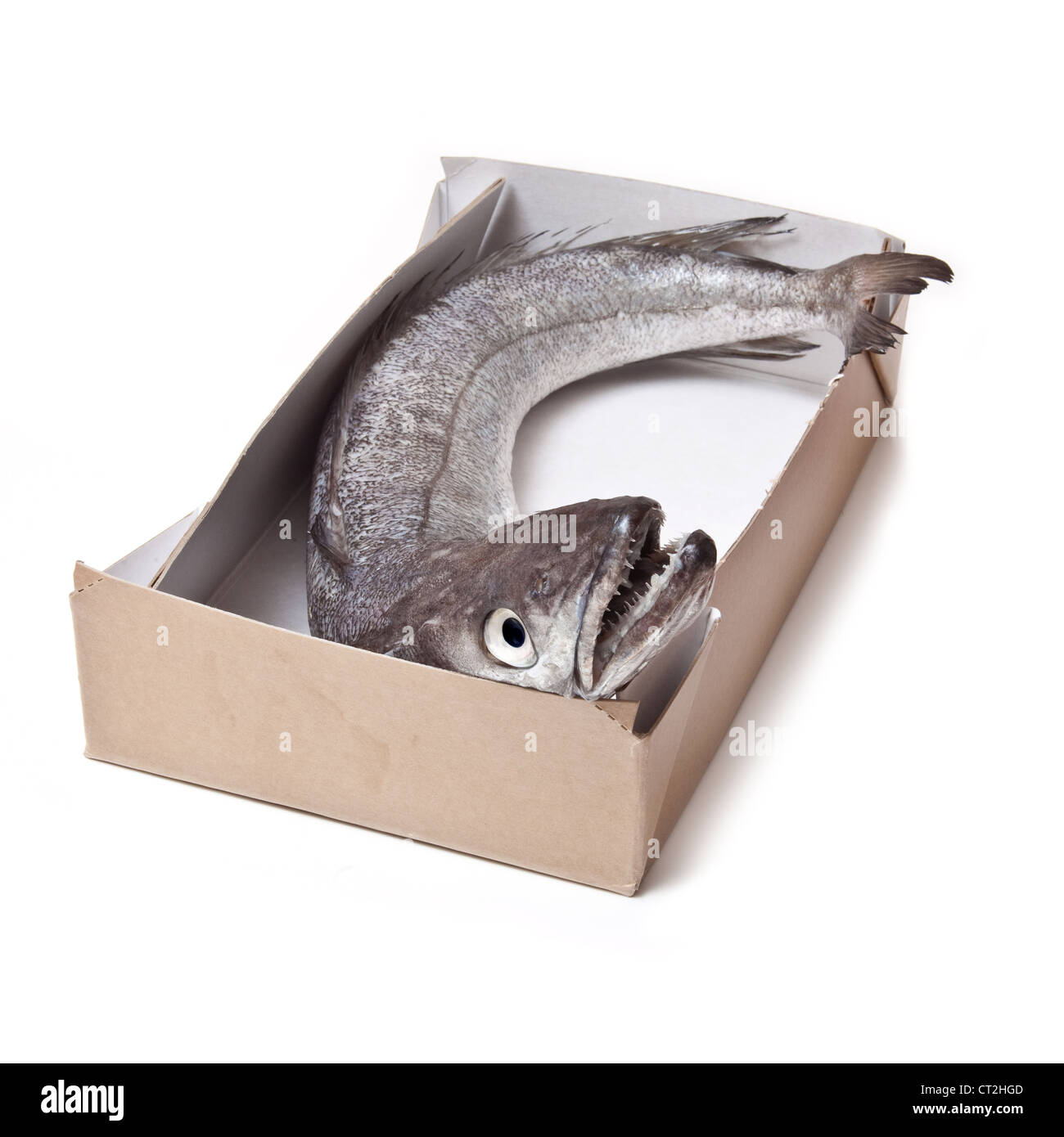 Hake fish (Merluccius merluccius) isolated on a white studio background ...