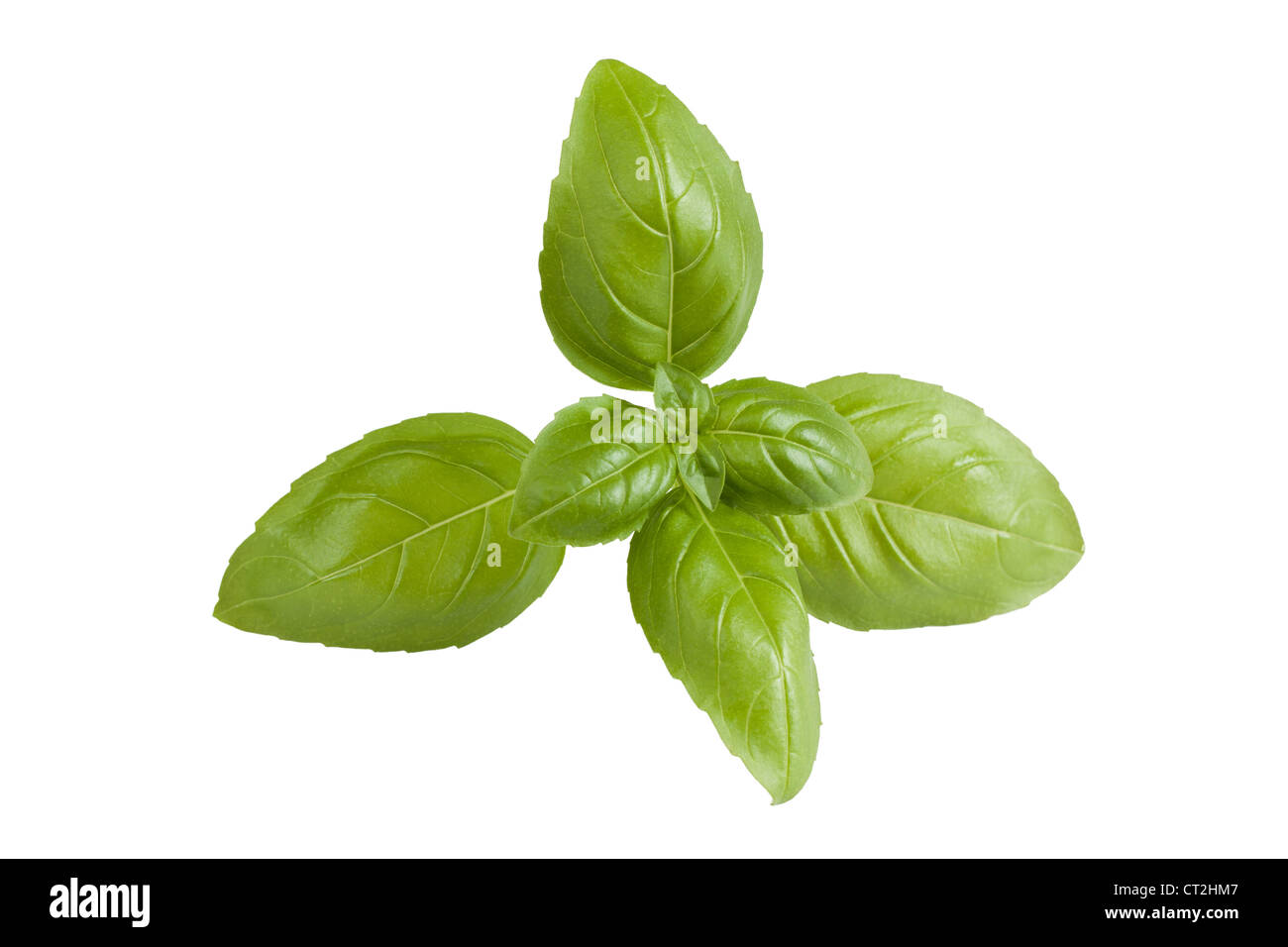 Basil bunch on white hi-res stock photography and images - Alamy