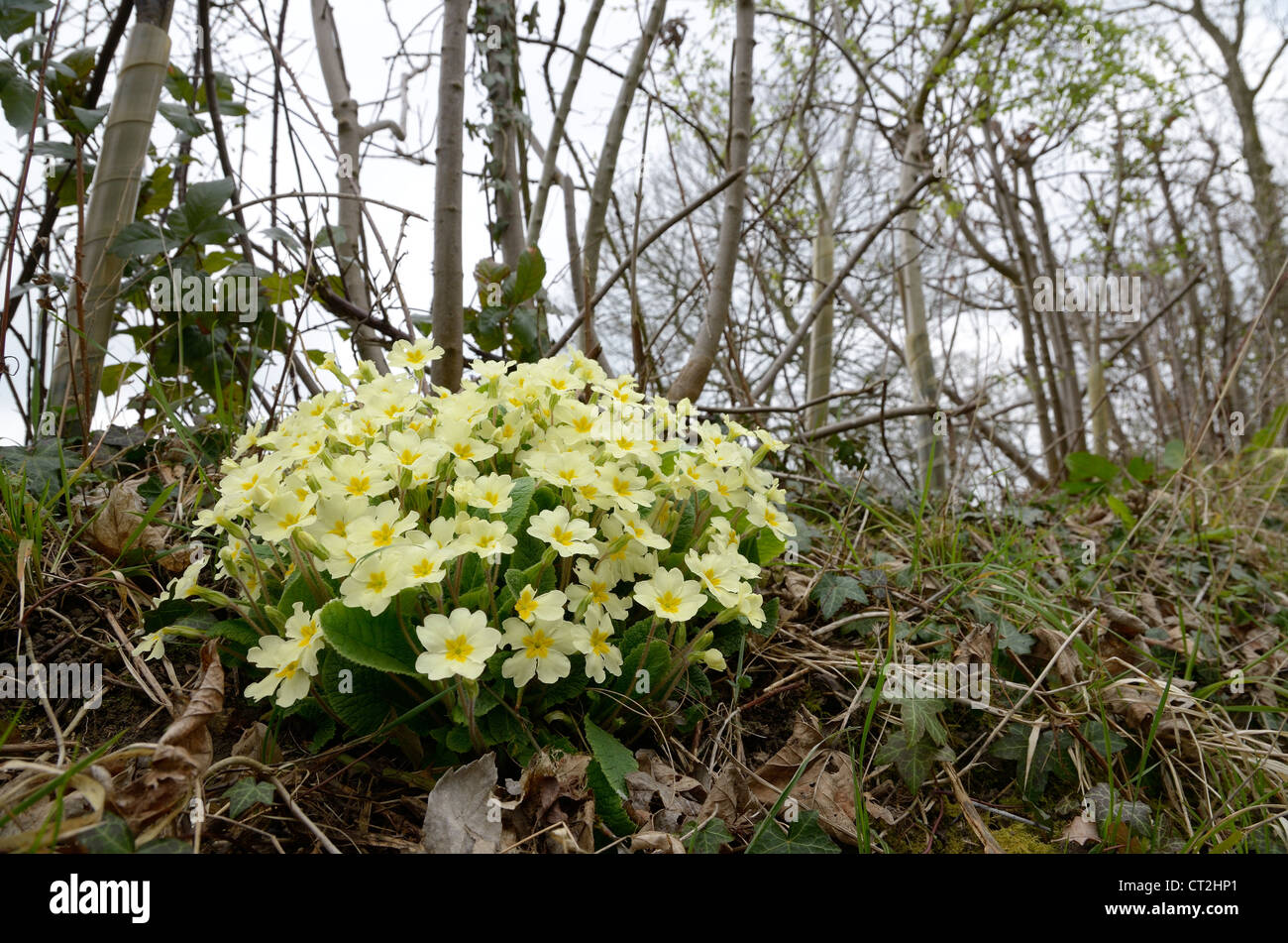 Wild primrose, primula vulgaris, clump flowering on hedge bank Stock ...